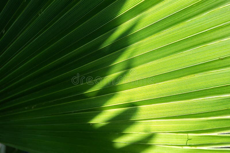 Green Texture of Banana Palm Tree Leaf. Shadow on Palm Leaves. Nature ...