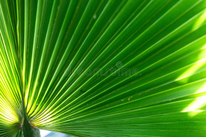 Green Texture of Banana Palm Tree Leaf. Shadow on Palm Leaves. Nature ...