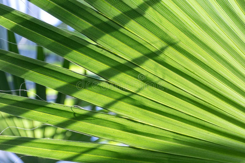 Green Texture of Banana Palm Tree Leaf. Shadow on Palm Leaves. Nature ...