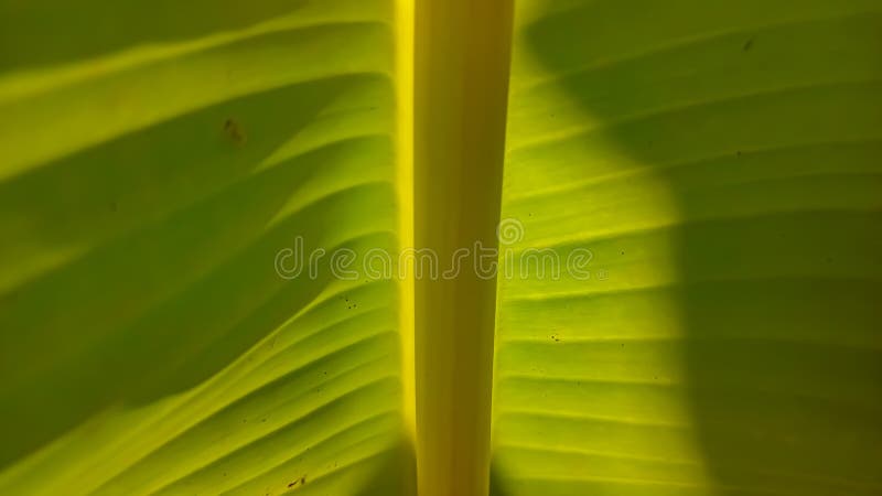 Green texture banana plant stock photo. Image of tree - 290612128