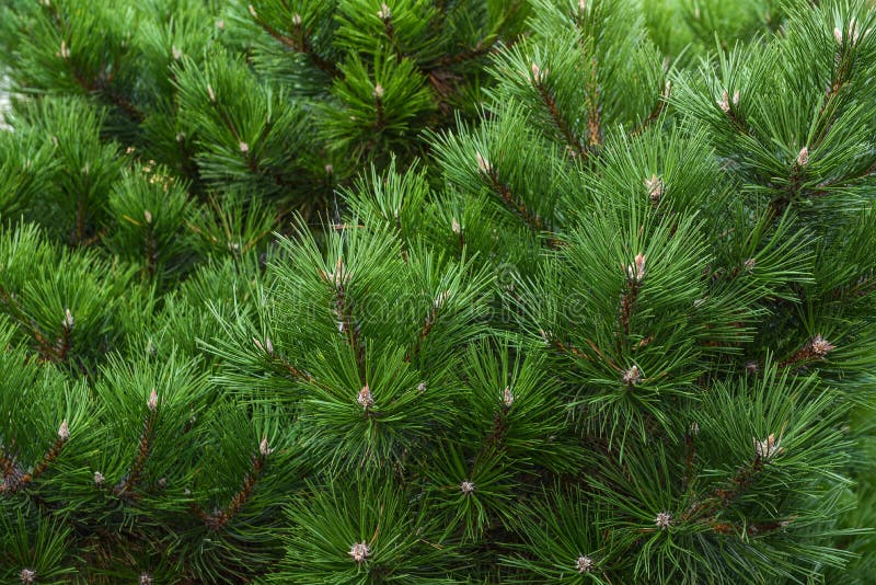 Coherent Natural Background Stock Photos - Free & Royalty-Free Stock ...