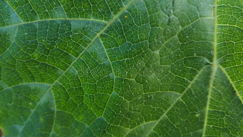 Green Texture of Luffa Plant Leaves Stock Image - Image of backgrounds ...