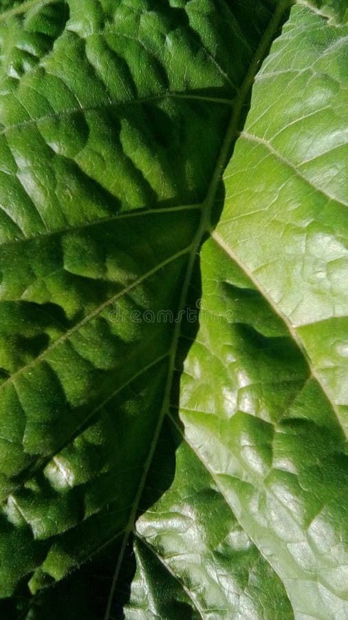 Green Texture Sunflower Leaf Close Up Stock Image - Image of green ...