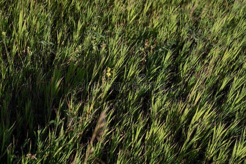 Green Texture of Uncut Grass, in the Field Stock Photo - Image of ...