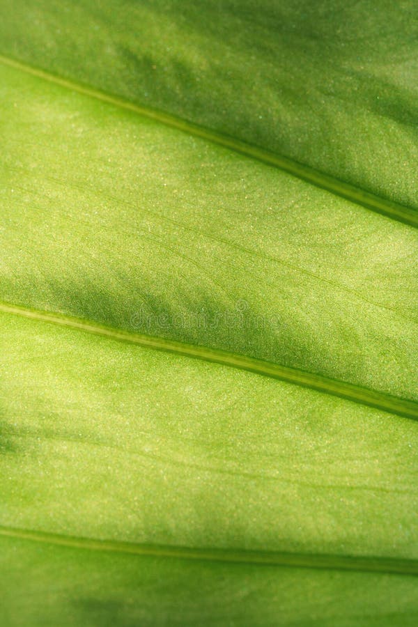 Green Texture of Wavy Leaves Stock Image - Image of plant, nature: 88539181