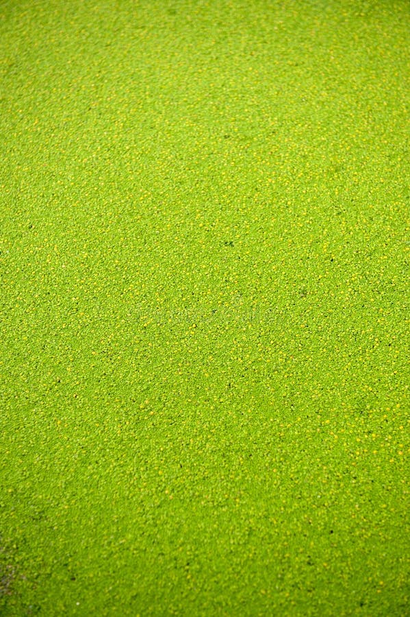 Vegetal background stock image. Image of nature, texture - 12589893