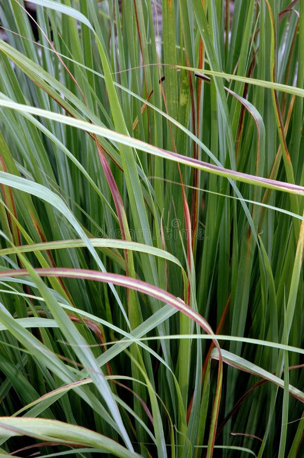 Green thatch grass stock photo. Image of grass, leaves - 30759958