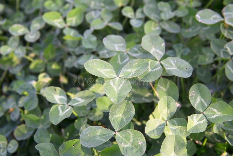 Green Thick Clover Growing Outdoors Stock Photo - Image of dense ...