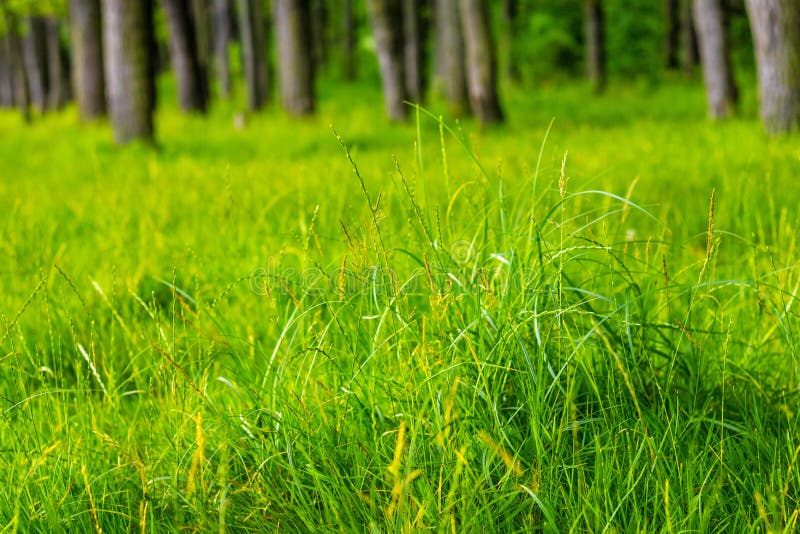 Green Thick Grass in the Forest Near the Trees Stock Image - Image of ...