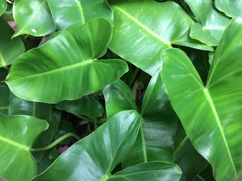 Green thick leaves. stock photo. Image of fresh, foliage - 98608070