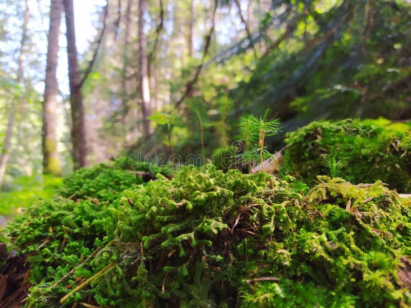 Moss Tree Sprouts Forest Yaremche Stock Photos - Free & Royalty-Free ...