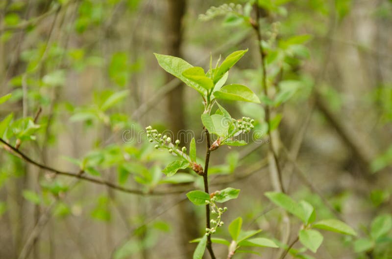 Green and Thin Branch of a Tree in the Forest Stock Image - Image of ...
