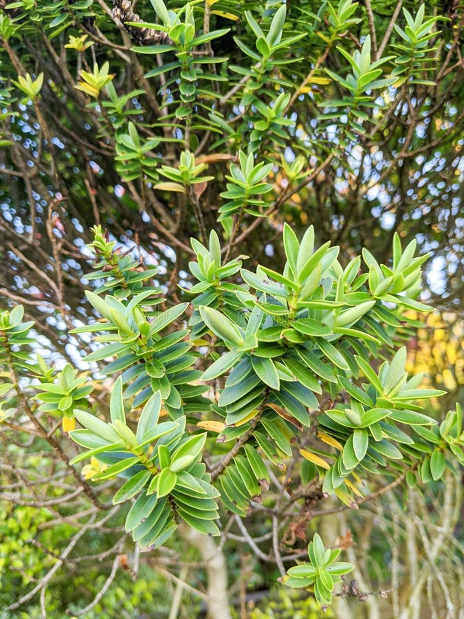 Green thin leaves stock photo. Image of countryside - 180013200