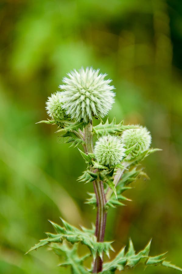 Green thistle closeup stock photo. Image of plant, condensation - 72936384
