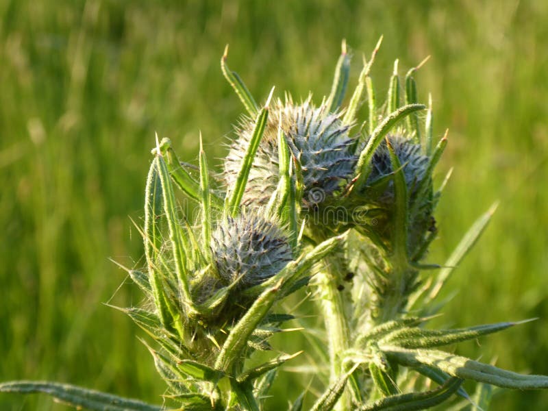 A Green Thistle Flower in Spring. Stock Photo - Image of graphic ...