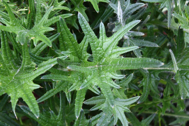 Green Thistle in the Forest Stock Photo - Image of thistle, nature ...