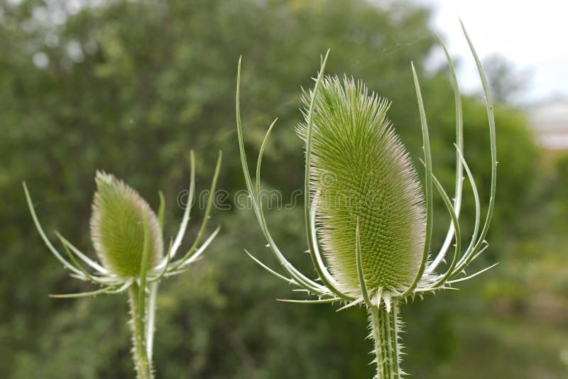 Green Thistle stock image. Image of thistle, creekside - 74214253