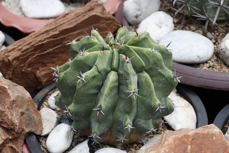 Cactus stock photo. Image of hard, green, thorn, cactus - 132949376