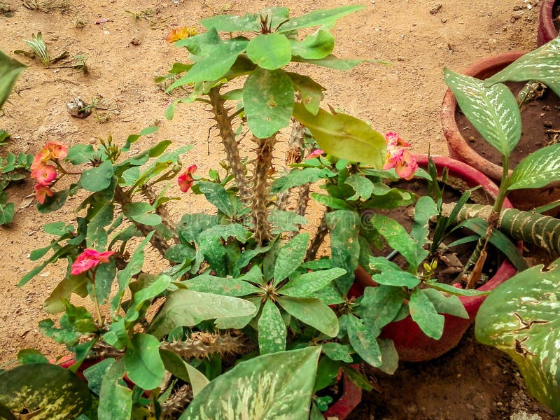 Thorn plant stock photo. Image of plant, green, thorn - 107561170