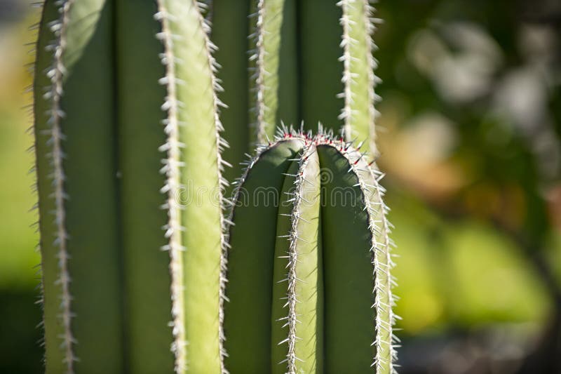 Thorn background stock image. Image of spirit, plant - 68444429