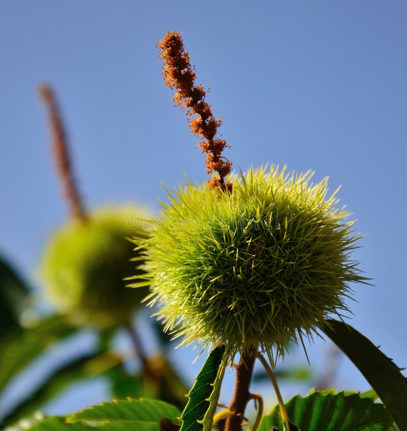Green Thorny Pods of Wild Chestnut Tree Stock Image - Image of ...
