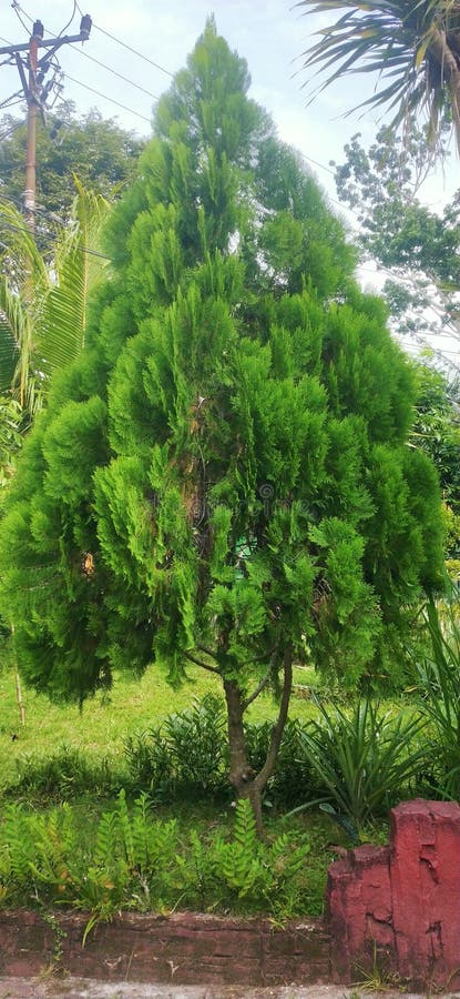 Green Three Cemara Udang stock image. Image of branch - 278102401