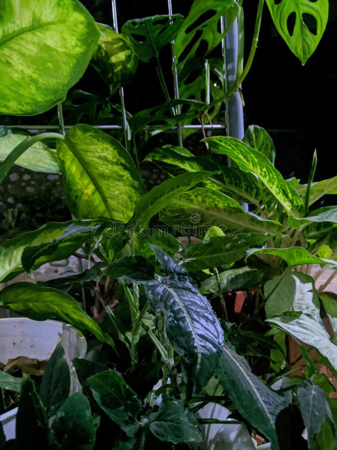 Green Three Nature Plants Forest Stock Image - Image of green, three ...