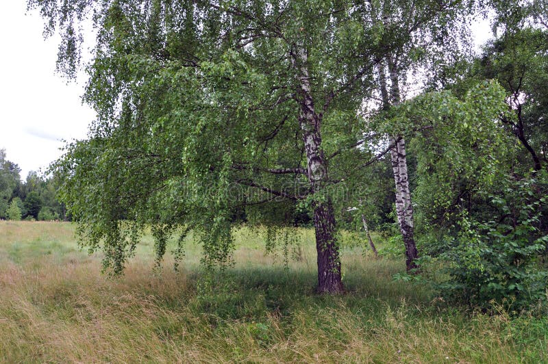 National russian tree stock photo. Image of nature, three - 125503908