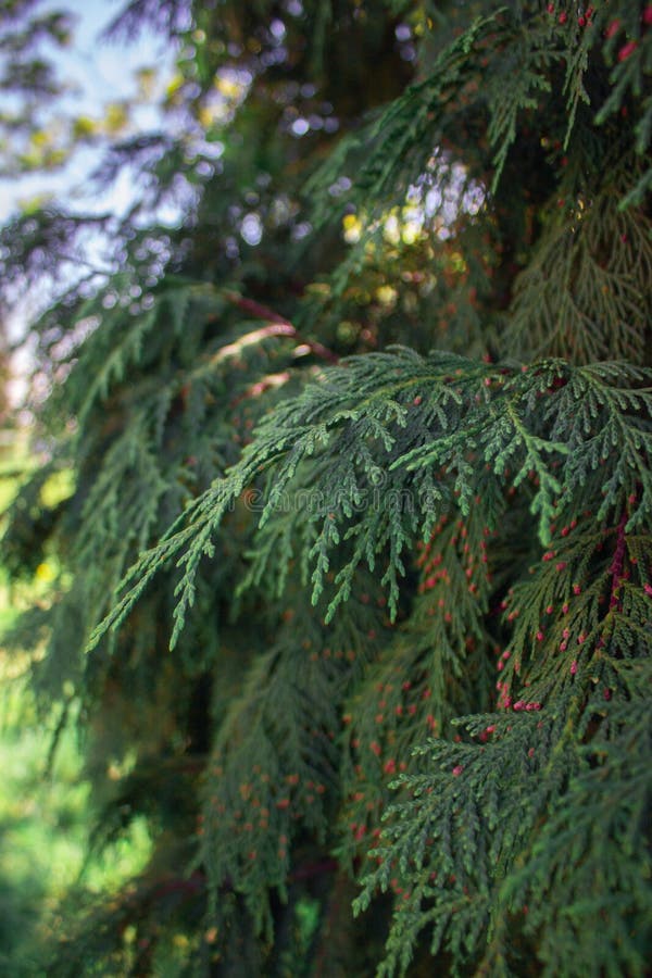 Green Thuja in Garden in the Summer Stock Photo - Image of beauty ...