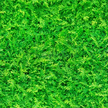 3,102 Green Bush Seamless Texture Stock Photos - Free & Royalty-Free ...