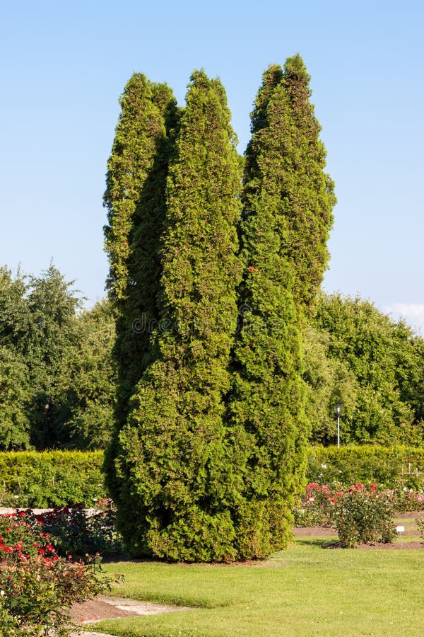 Green Thuja Orientalis in Morning Sunlight Stock Photo - Image of ...