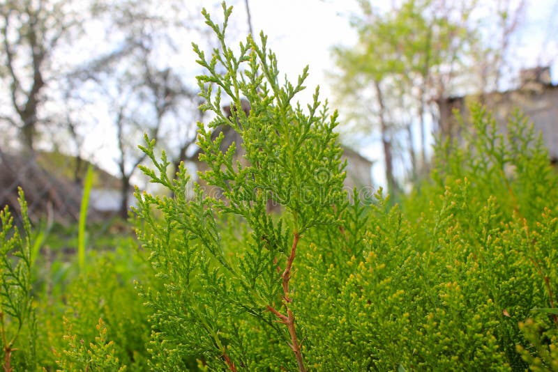 Green Thuja in the Park. Growth, Arborvitae. Stock Image - Image of ...
