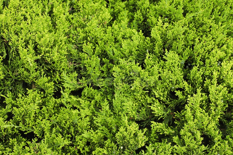 Green Thuja Tree Branches Texture Background, Tui Tree, Thuja ...