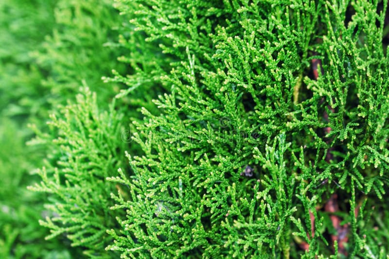Green of thuja bright tree stock photo. Image of freshness - 150887696