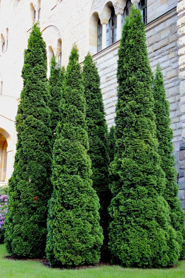 Green thujas stock photo. Image of thuya, evergreen, pyramid - 71314022