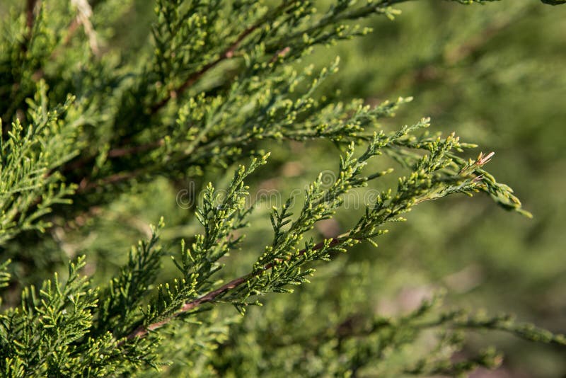 Green Thuya. Background Thuya Stock Image - Image of cypress, color ...