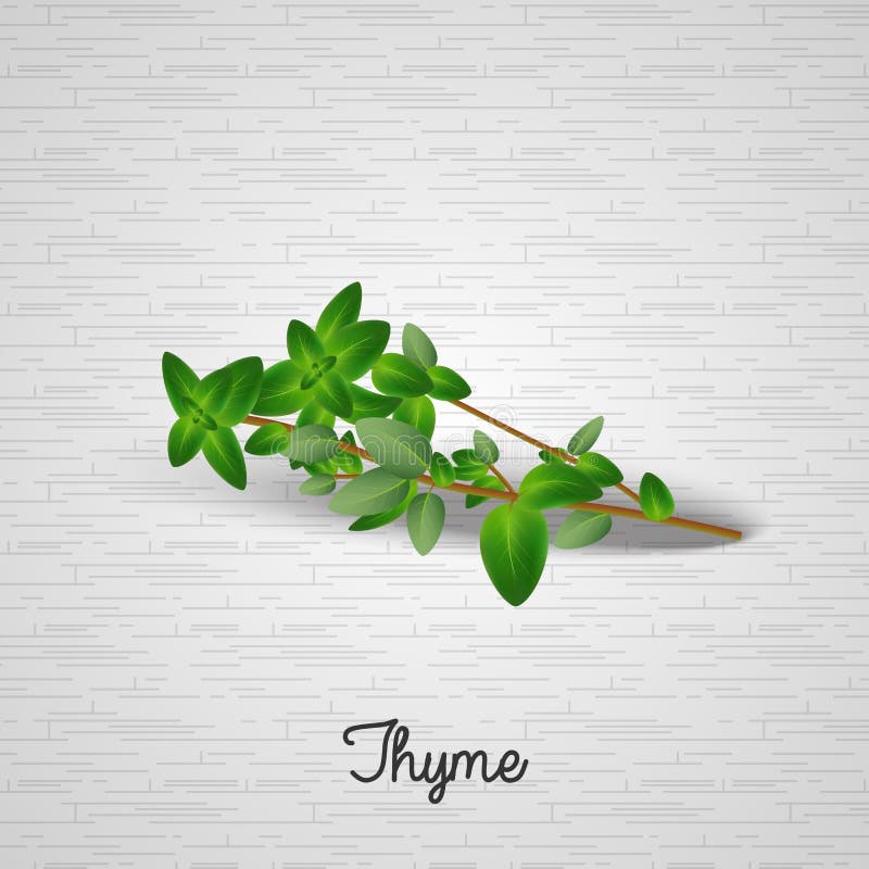 Thyme Stock Illustrations – 11,027 Thyme Stock Illustrations, Vectors ...