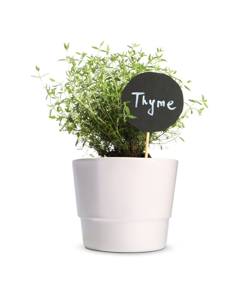 Green Thyme with Tag in Pot Isolated on White Stock Image - Image of ...