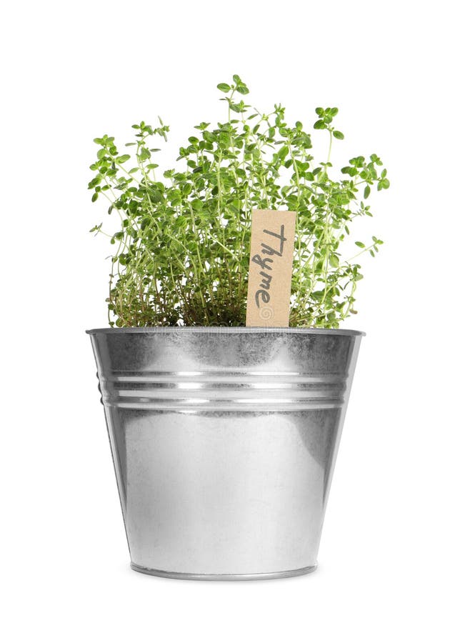 Green Thyme with Tag in Pot Isolated on White Stock Image - Image of ...