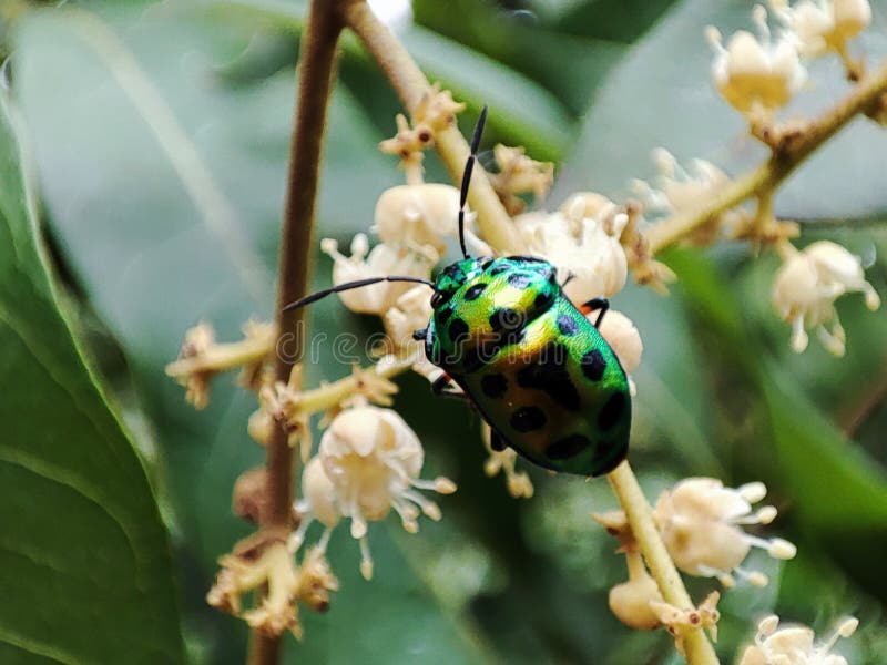 Green tick insect stock photo. Image of blossom, wildlife - 355088358