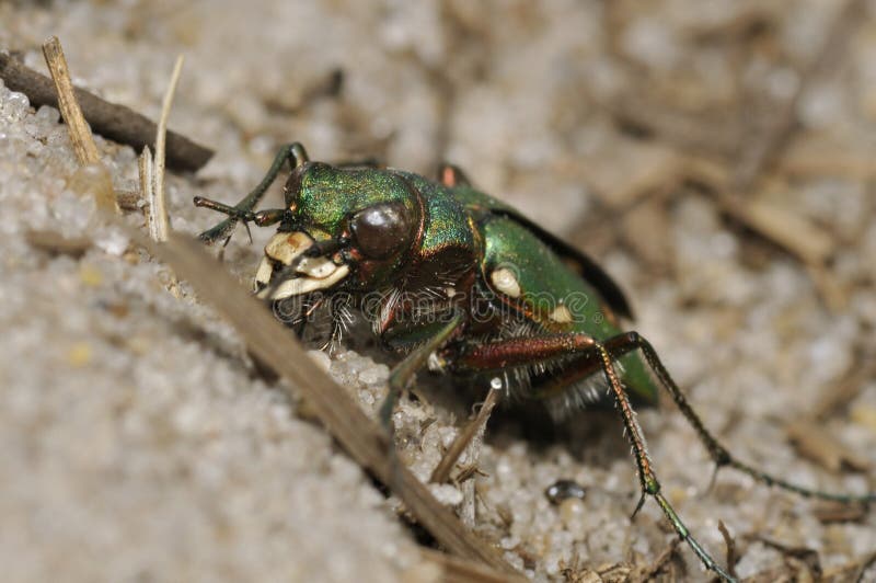 Green Tiger Beetle stock photo. Image of common, surrey - 89308760
