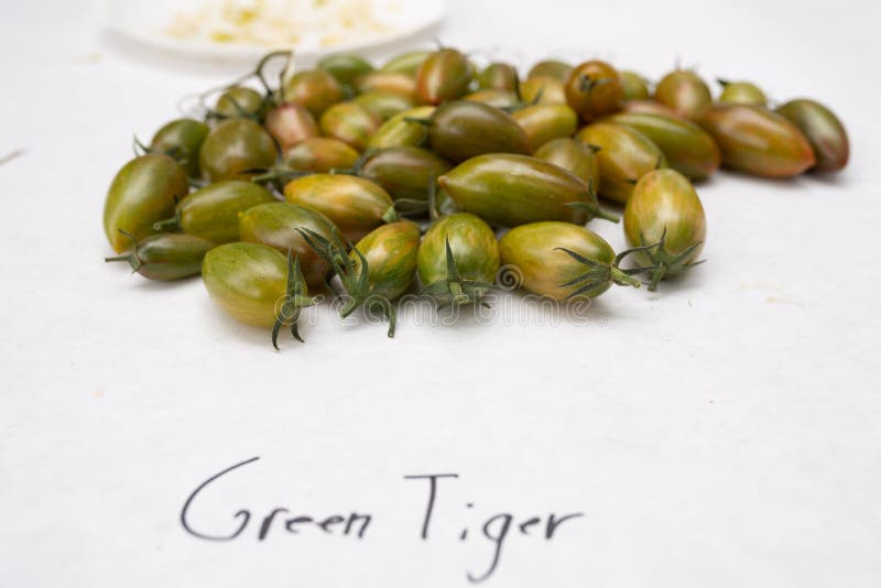 Green Tiger Tomatoes on the White Table Stock Photo - Image of diet ...