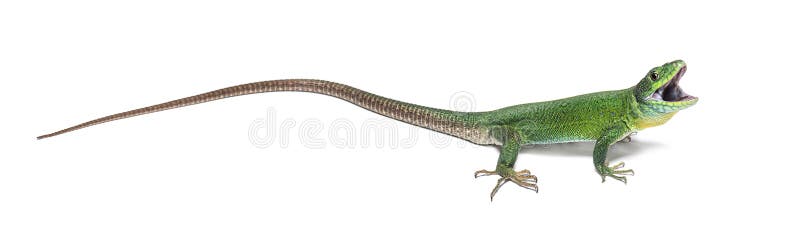 Green Timon Pater Specie of Wall Lizard, Isolated on White Stock Photo ...
