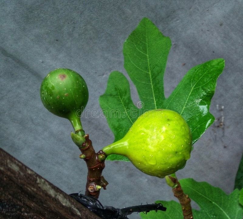 Green Tin (Fig) Fruits on the Tree Stock Photo - Image of delicious ...