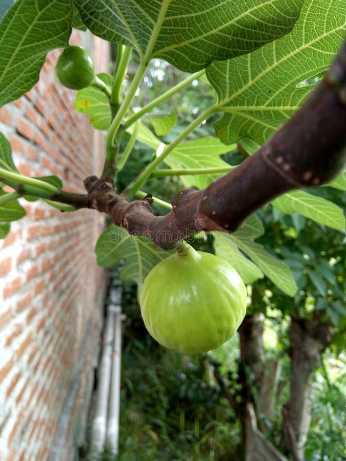 Green Tin Fruit or Ara Fruit Stock Image - Image of nature, green ...