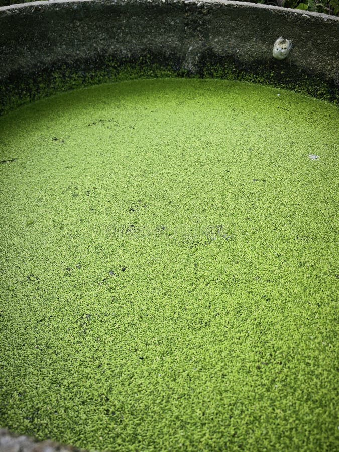 Green Tiny Algae Fungus Grass Floating on the Surface of the Water ...