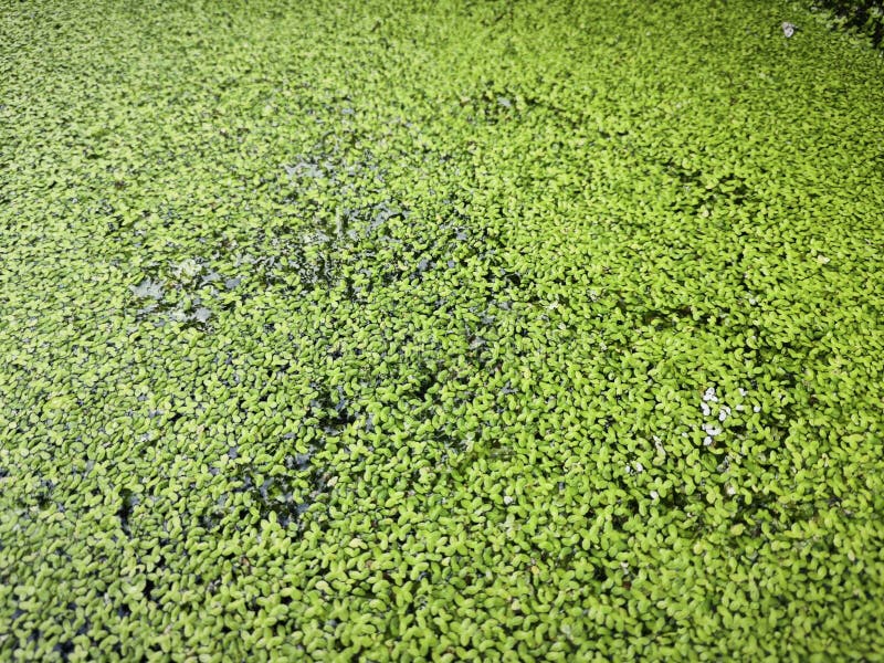 Green Tiny Algae Fungus Grass Floating on the Surface of the Water ...