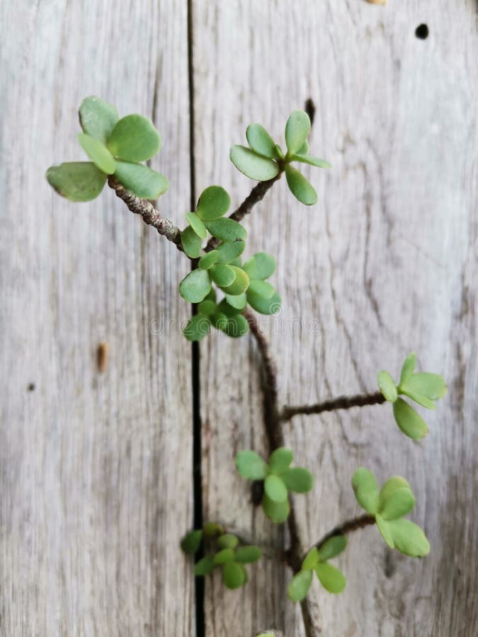 Green Tiny Plant Flow on Wood Texture Background Stock Image - Image of ...