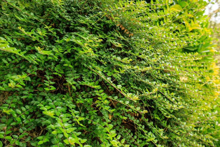 Green Tiny Tree Leaves with Thin Branches of Tree, Selective View in ...