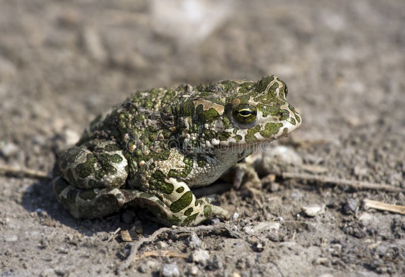 Green toad stock photo. Image of amphibian, body, curiosity - 132366250